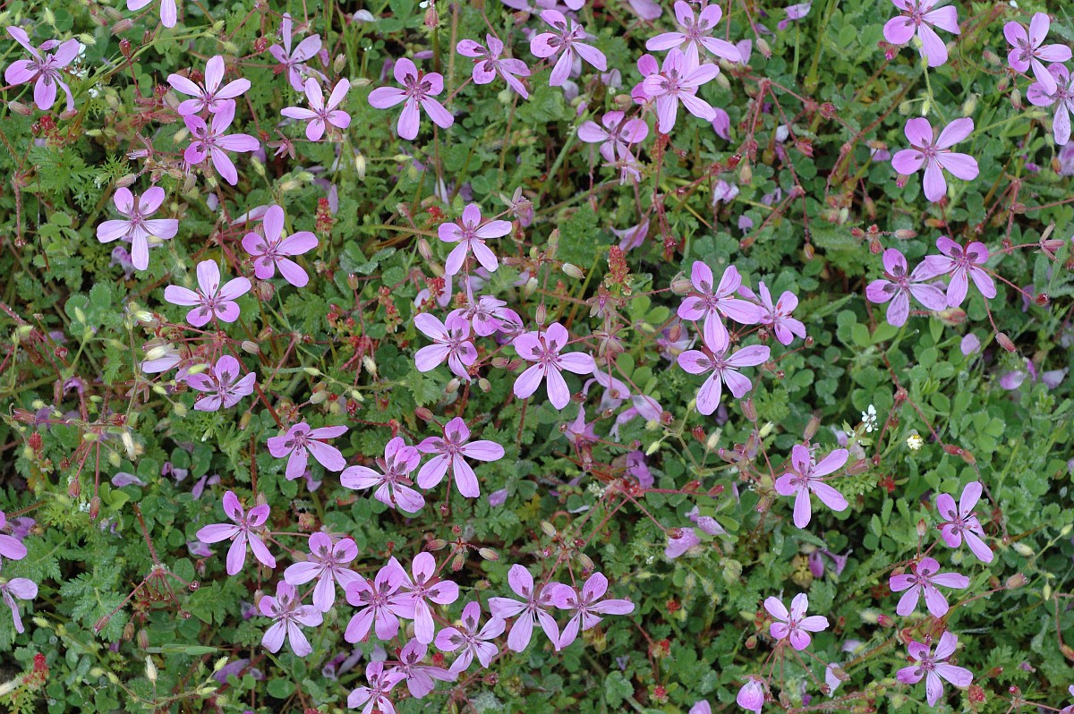 Erodium cicutarium, Common Stork's-bill