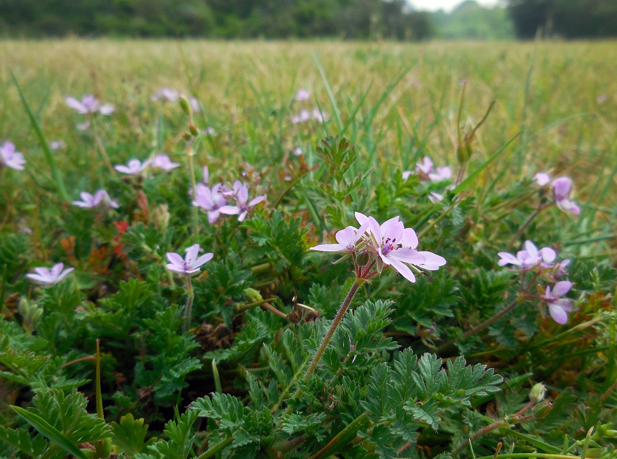 Erodium cicutarium, Common Stork's-bill
