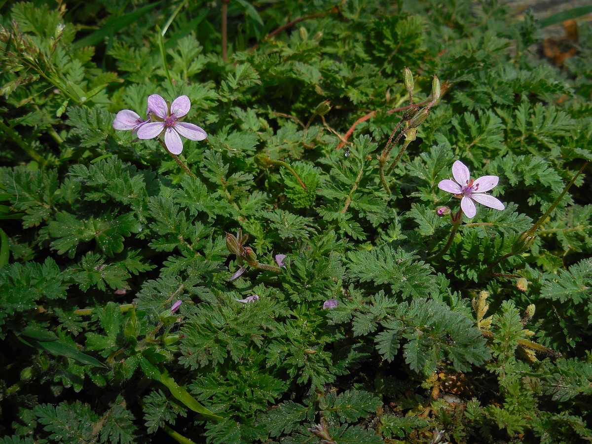 Erodium cicutarium, Common Stork's-bill