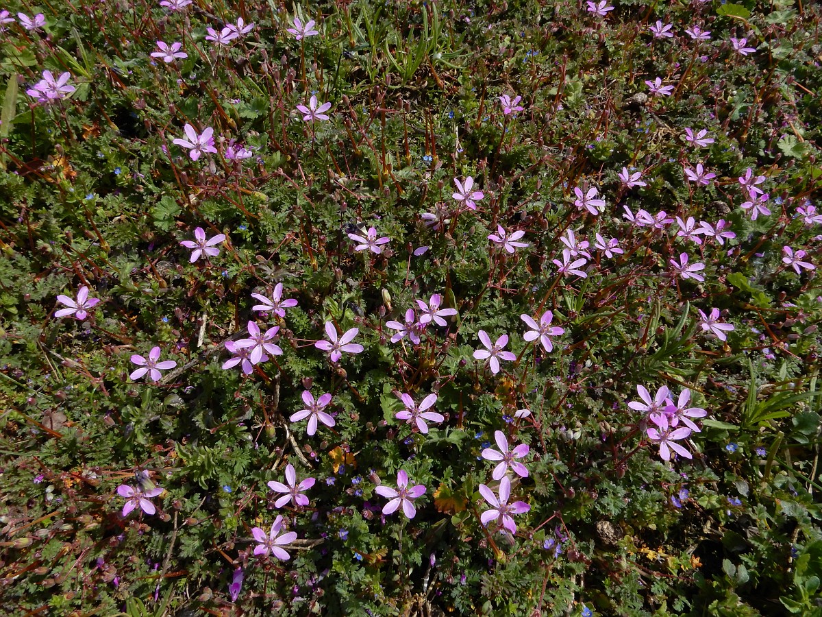 Erodium cicutarium, Common Stork's-bill