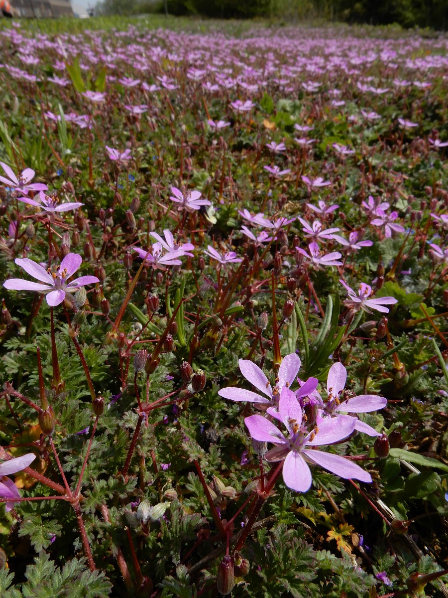 Erodium cicutarium, Common Stork's-bill