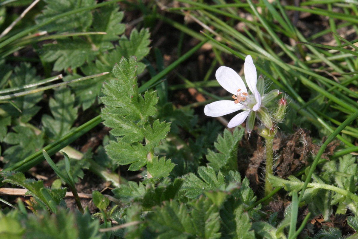 Erodium cicutarium, Common Stork's-bill