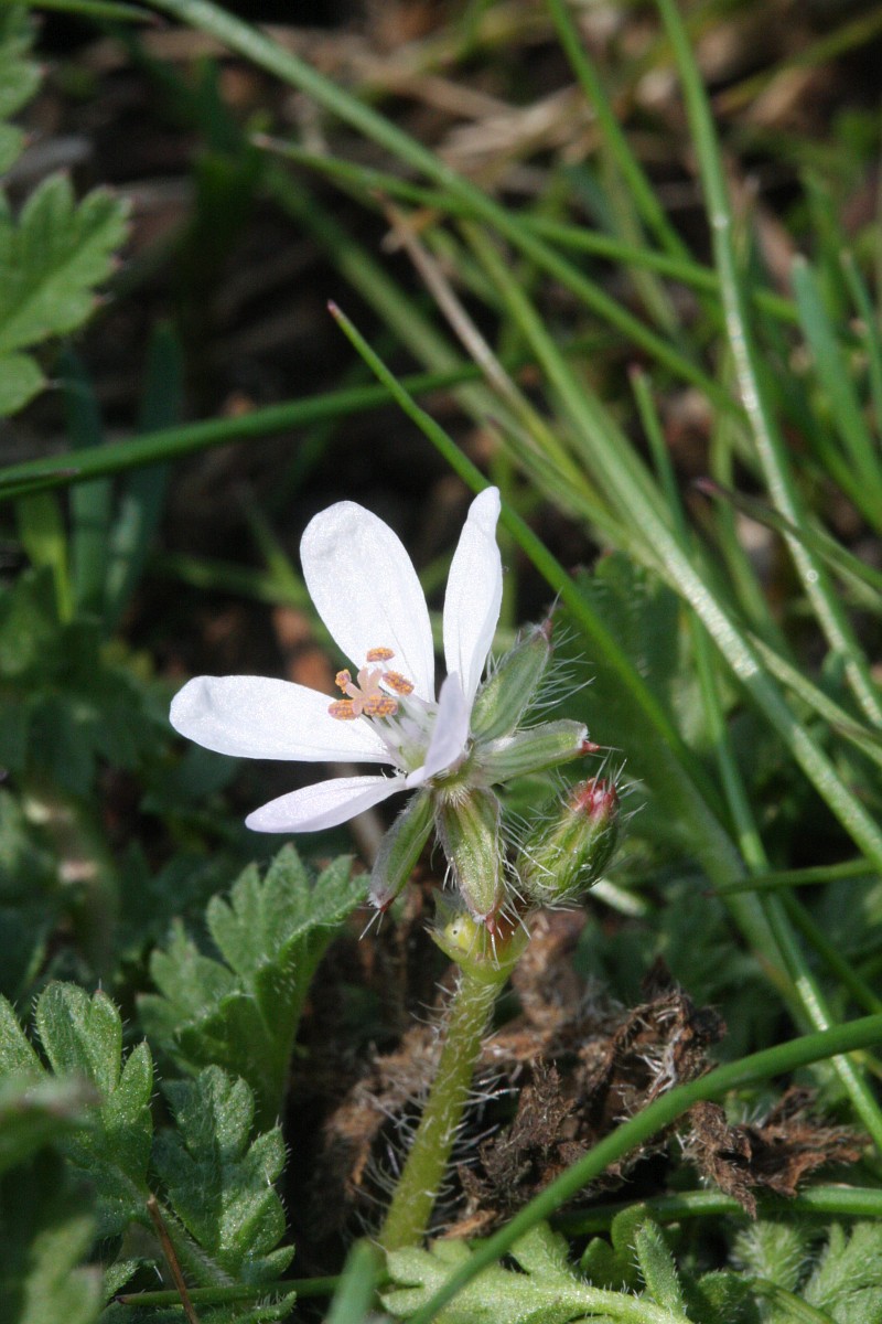 Erodium cicutarium, Common Stork's-bill