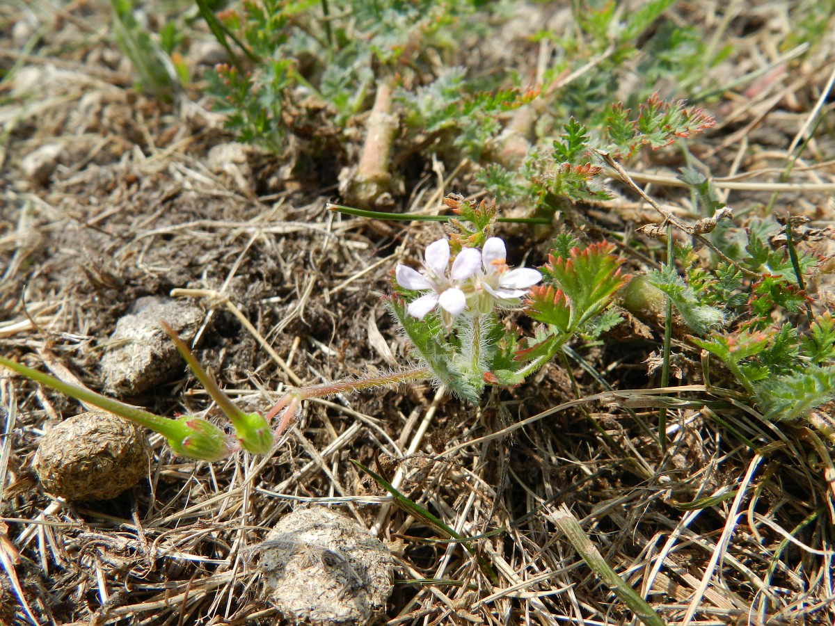 Erodium cicutarium, Common Stork's-bill
