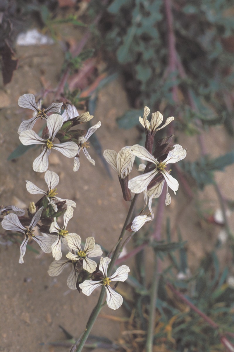 Eruca sativa, Garden Rocket