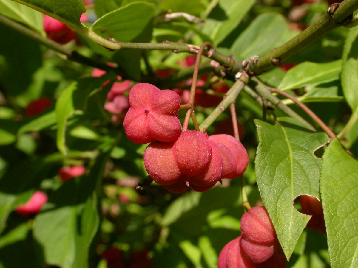 Euonymus europaeus, European Spindle