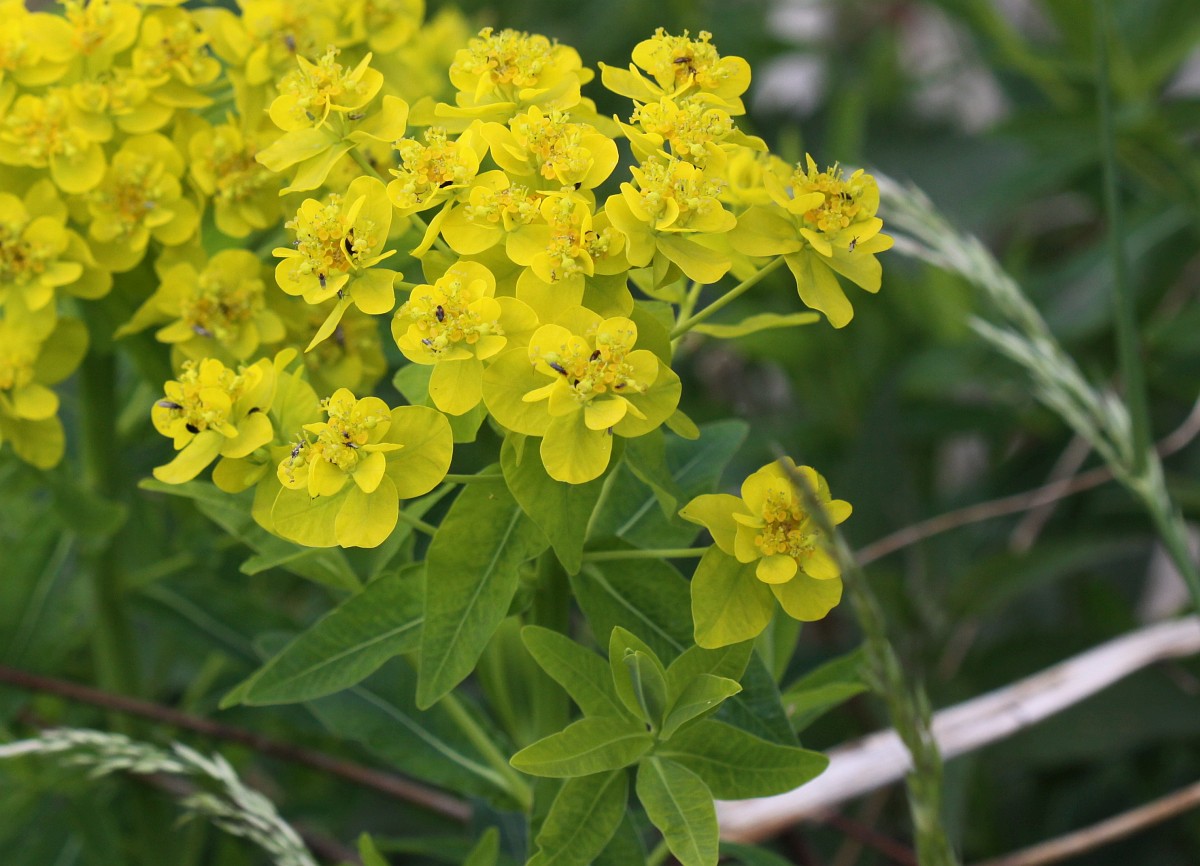 Euphorbia palustris, Marsh Spurge