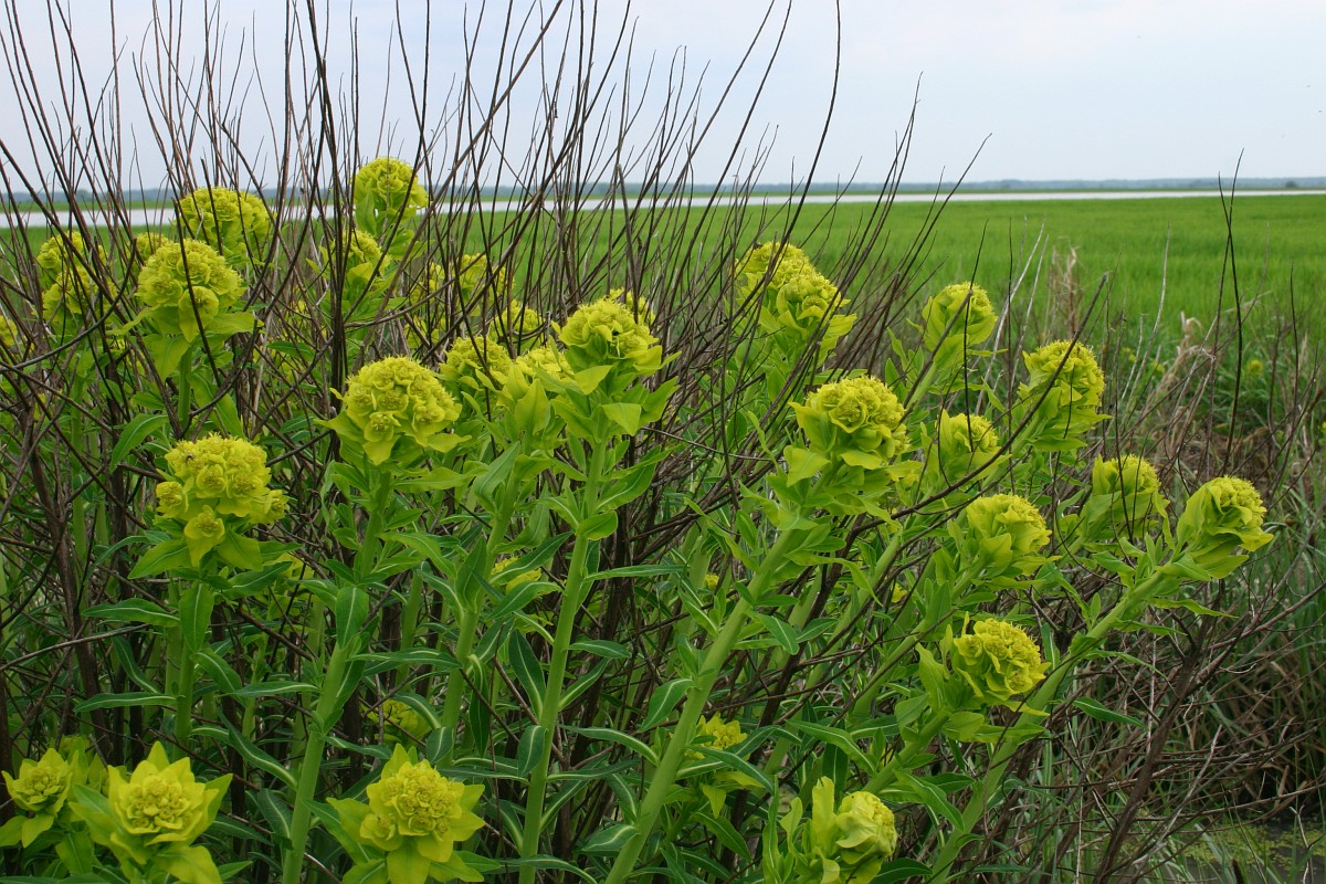 Euphorbia palustris, Marsh Spurge