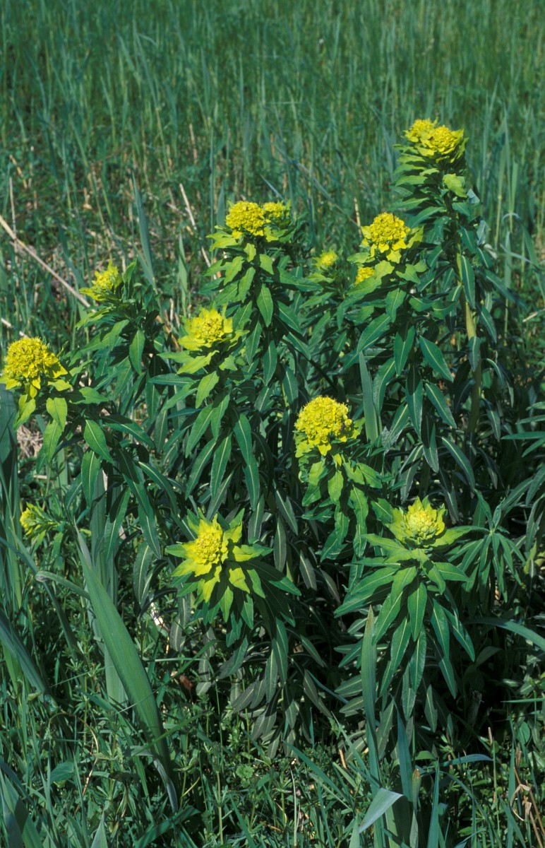Euphorbia palustris, Marsh Spurge