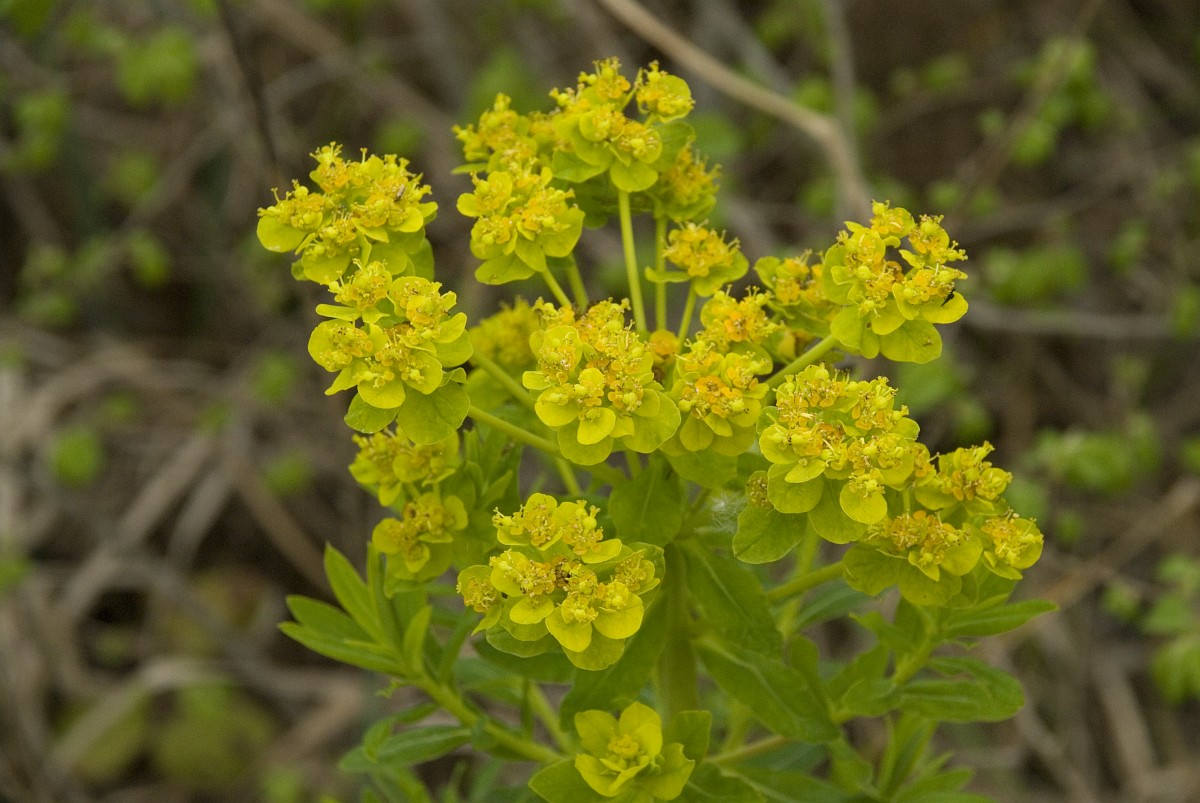 Euphorbia palustris, Marsh Spurge