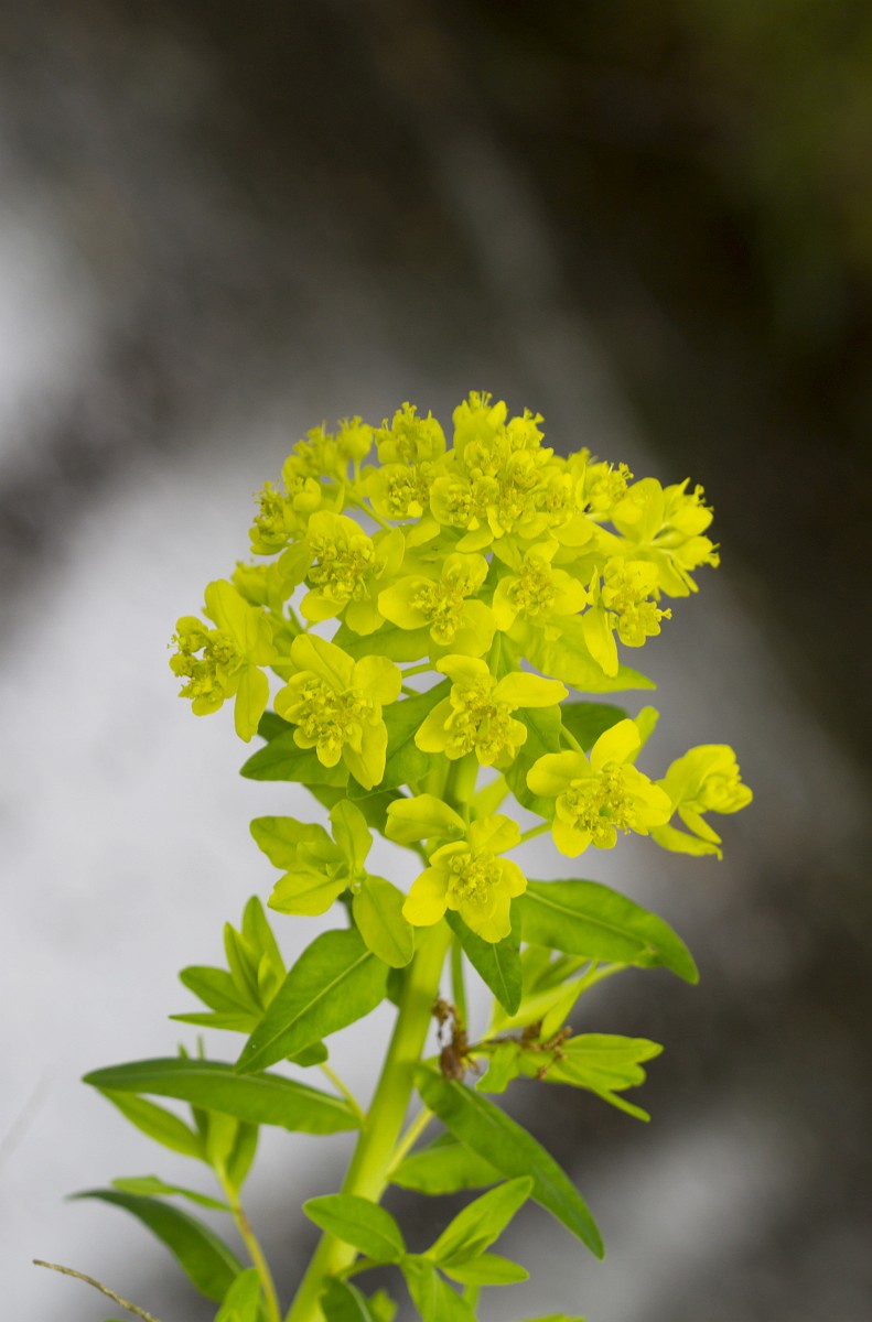 Euphorbia palustris, Marsh Spurge