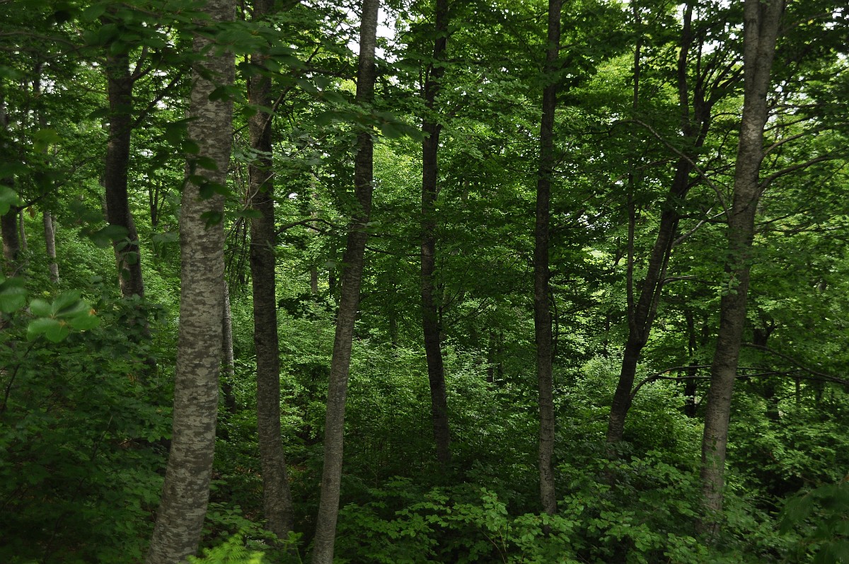 Fagus sylvatica, Beech