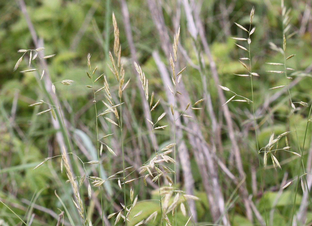 Festuca arenaria