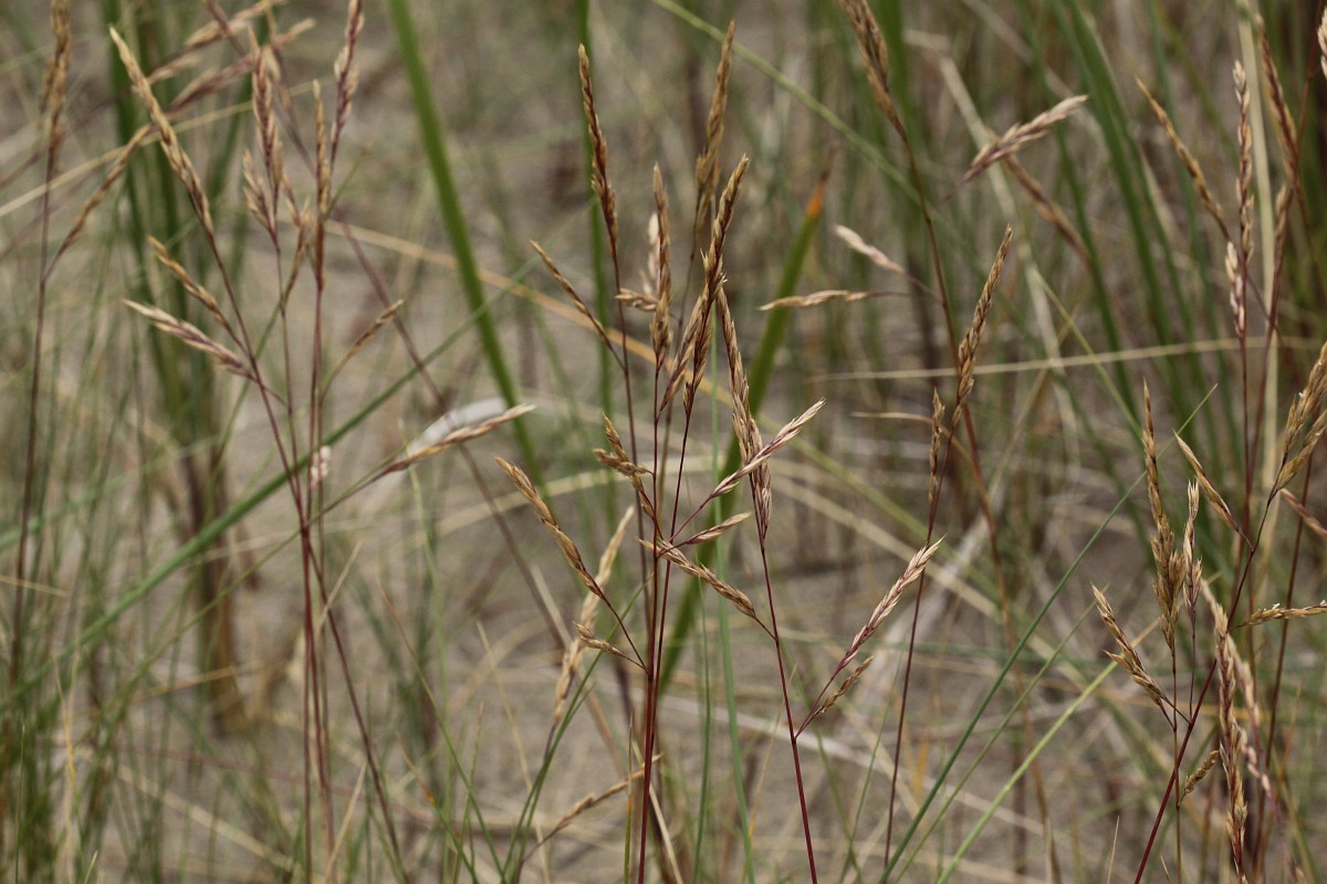 Festuca arenaria