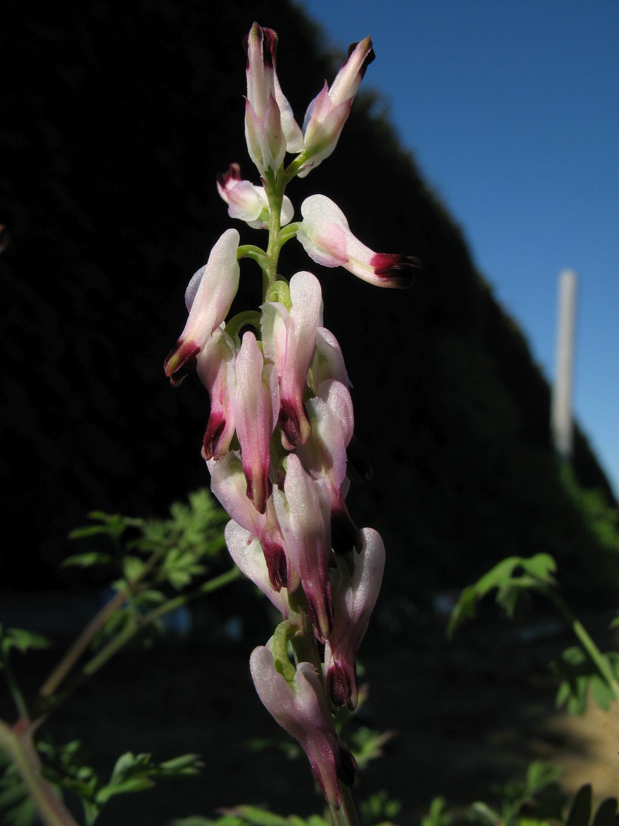 Fumaria capreolata, White Ramping-fumitory