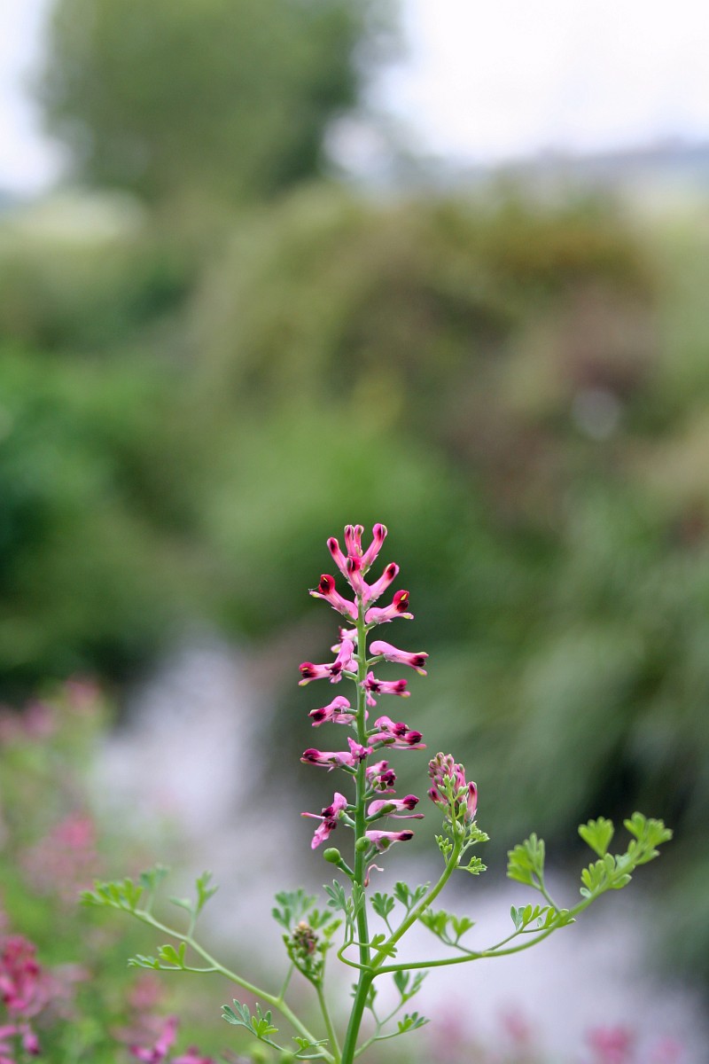 Fumaria officinalis, Common Fumitory