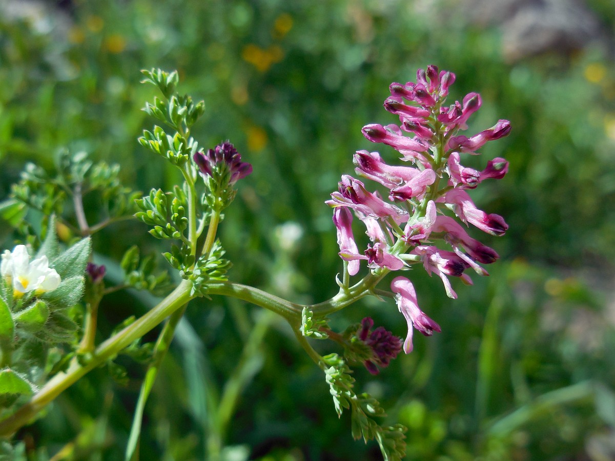 Fumaria officinalis, Common Fumitory