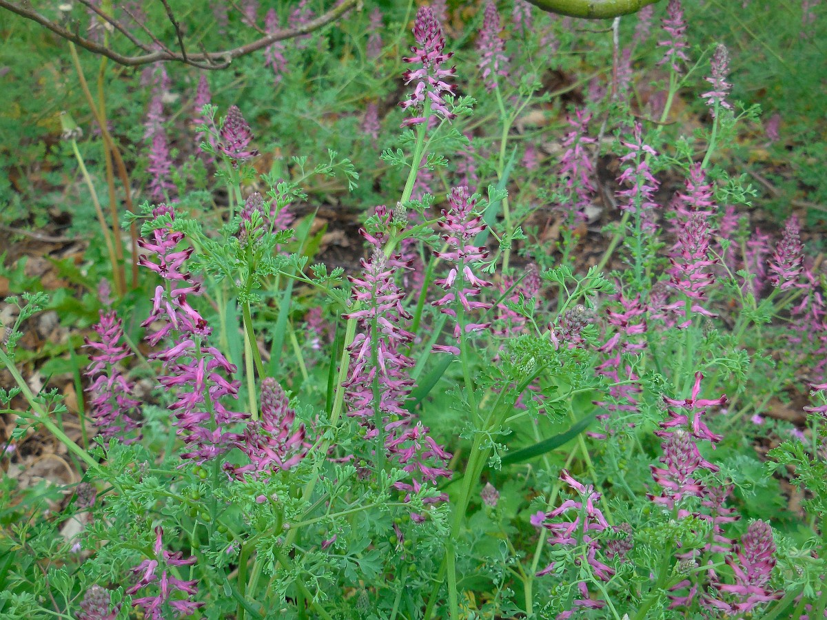 Fumaria officinalis, Common Fumitory