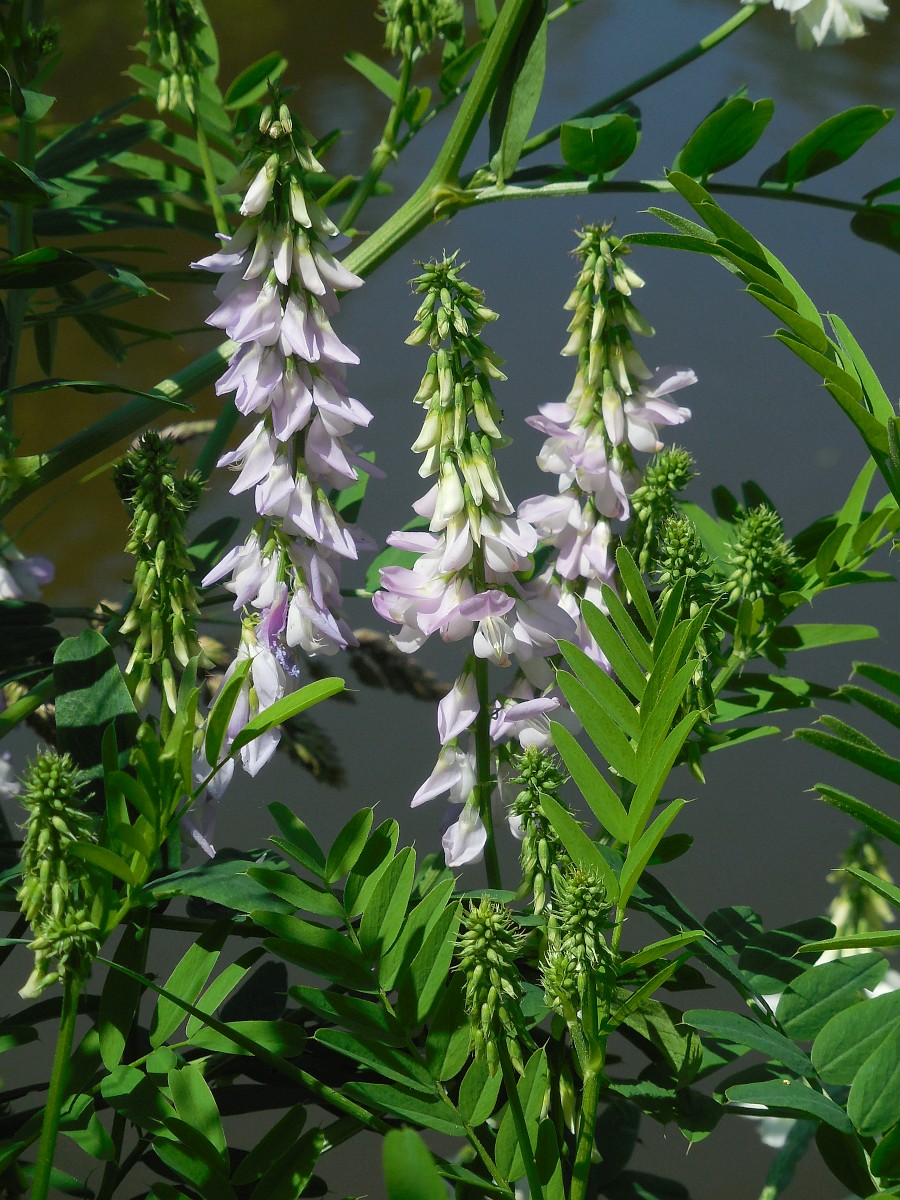 Galega officinalis, French Lilac