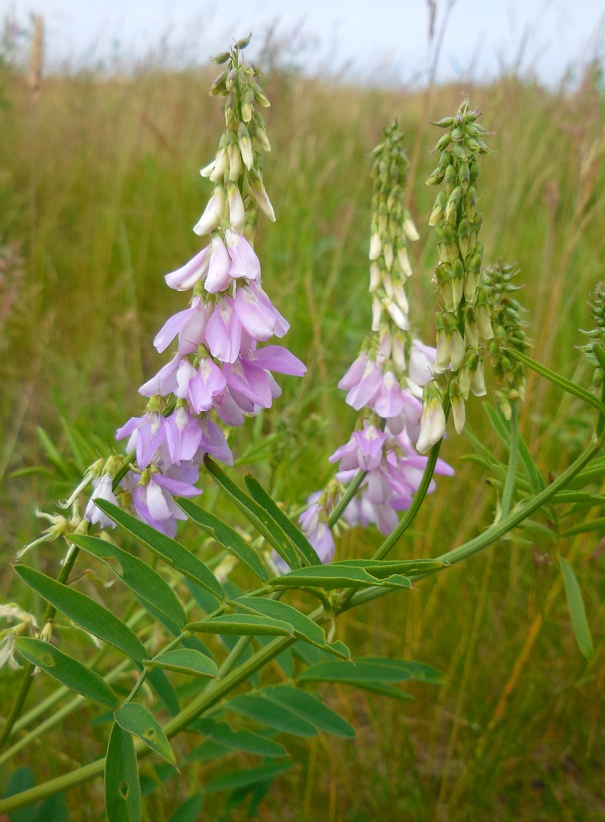 Galega officinalis, French Lilac