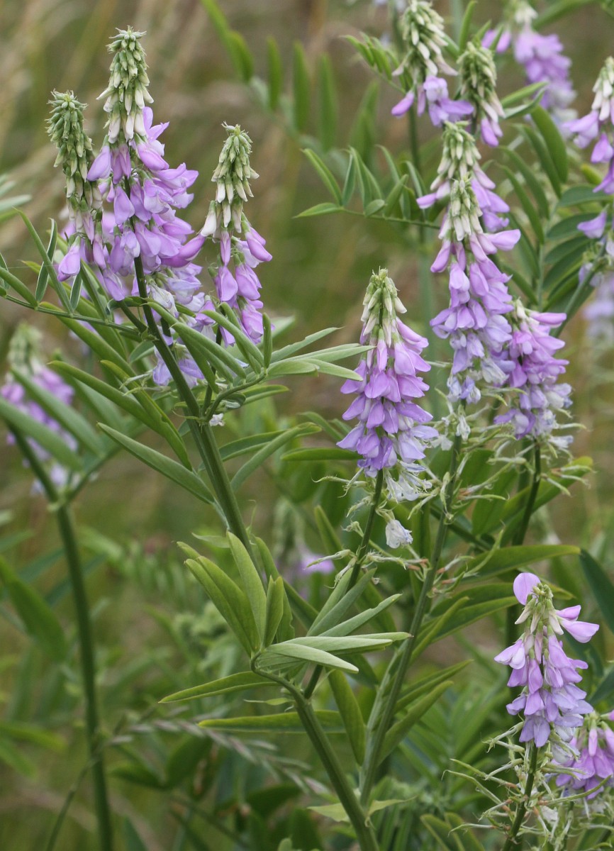 Galega officinalis, French Lilac