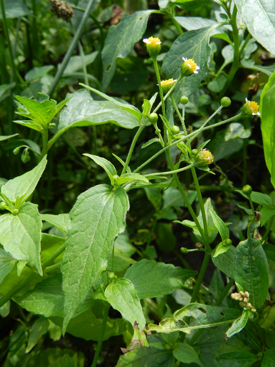 Galinsoga parviflora, Gallant Soldier