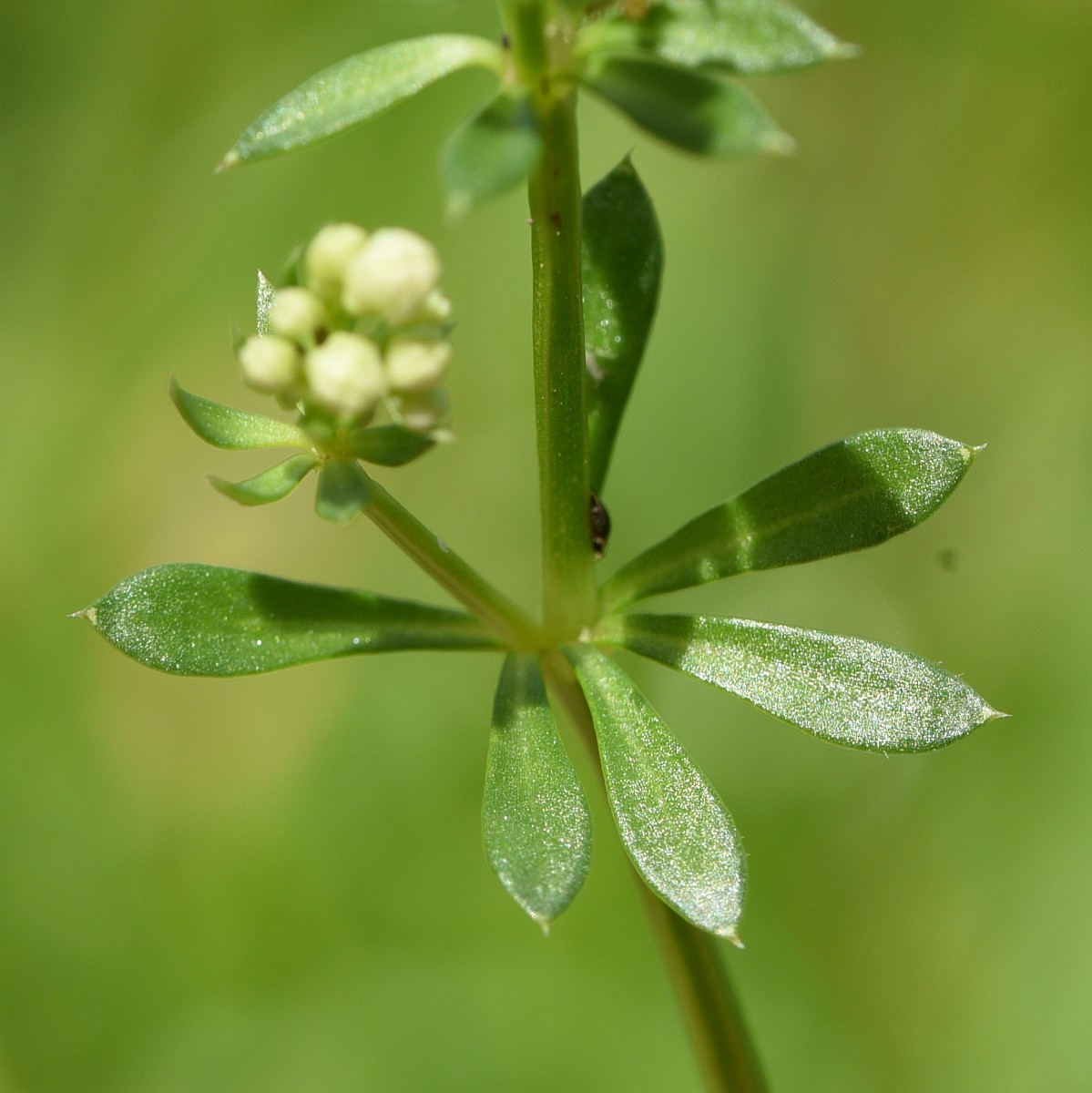 Galium saxatile, Heath-bedstraw