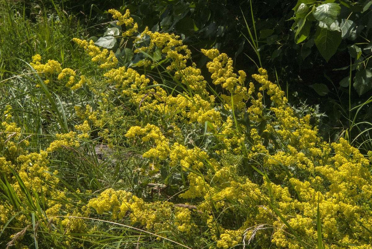 Galium verum, Lady's Bedstraw