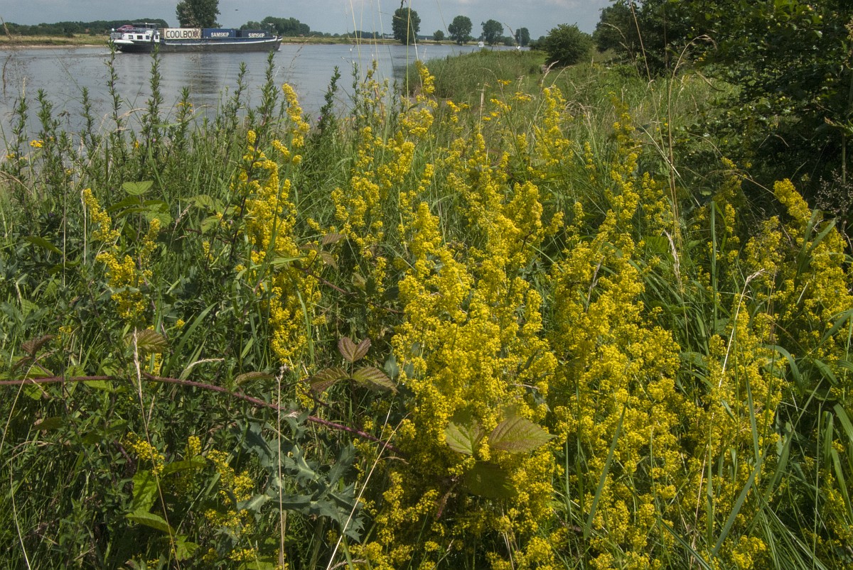 Galium verum, Lady's Bedstraw