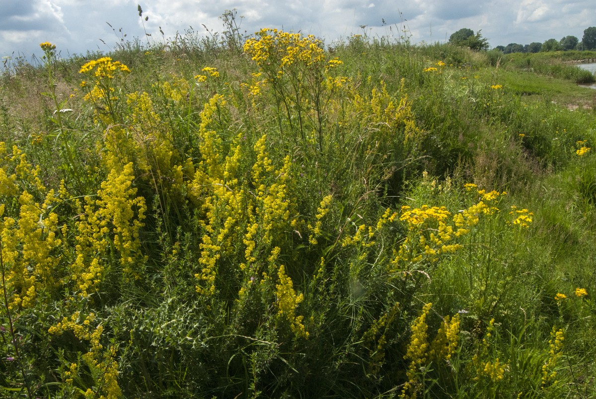 Galium verum, Lady's Bedstraw