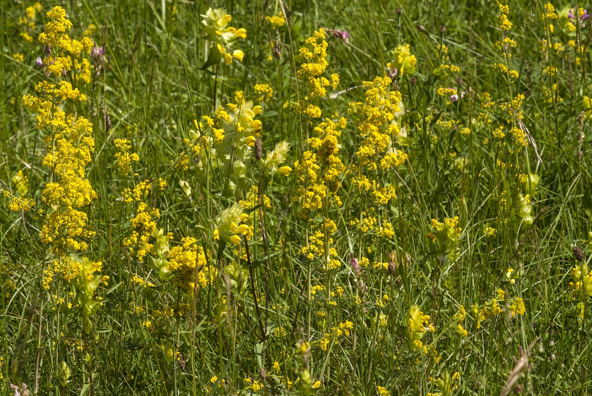 Galium verum, Lady's Bedstraw