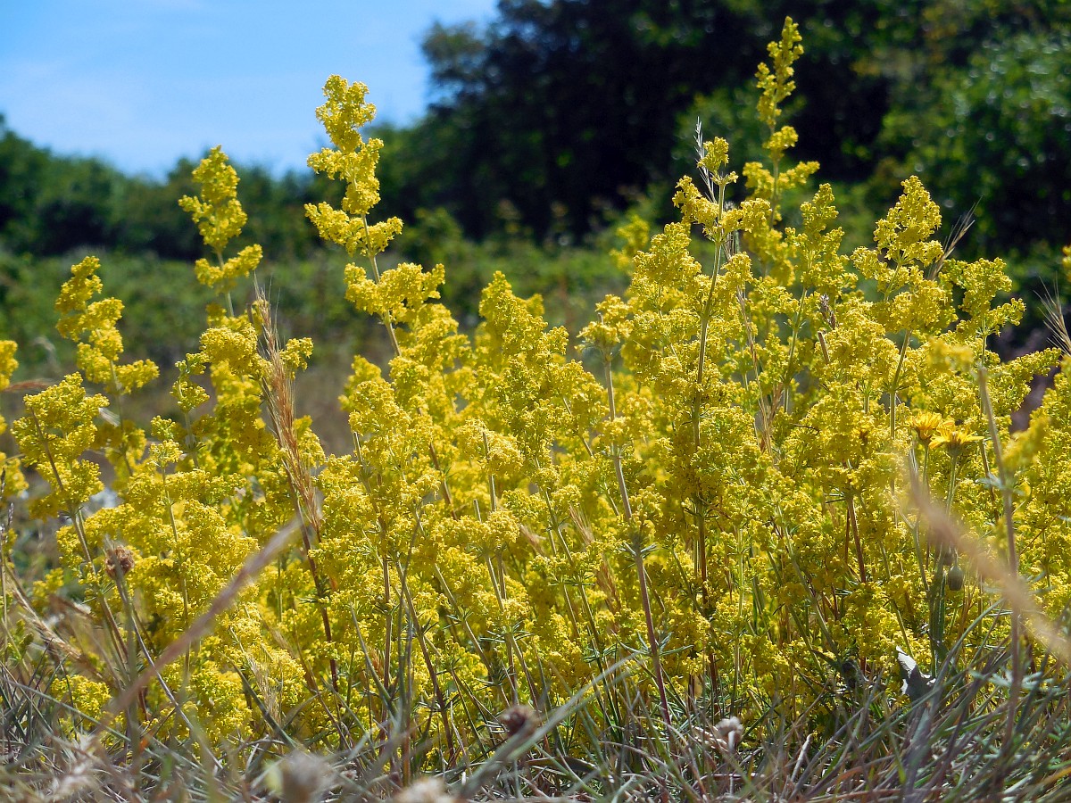 Galium verum, Lady's Bedstraw