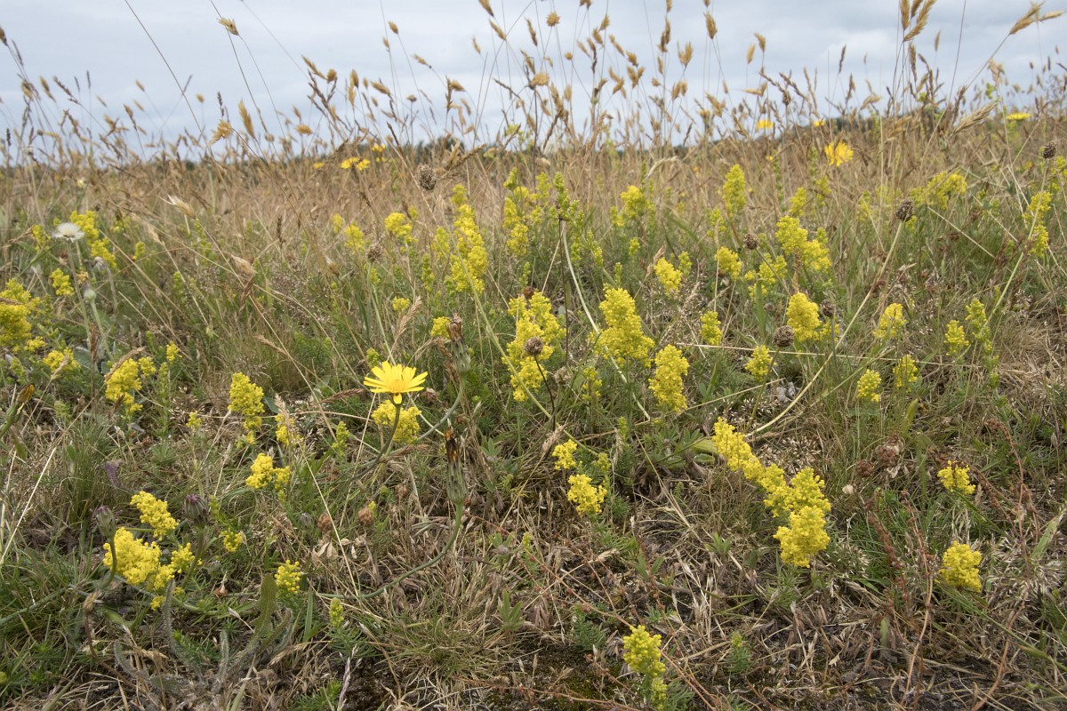 Galium verum, Lady's Bedstraw