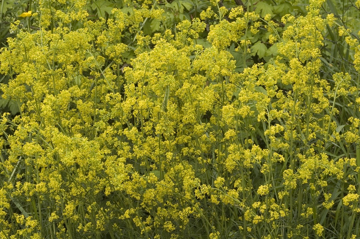 Galium verum, Lady's Bedstraw