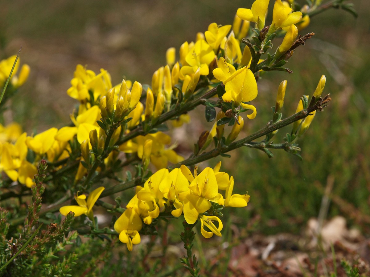 Genista pilosa, Hairy Greenweed