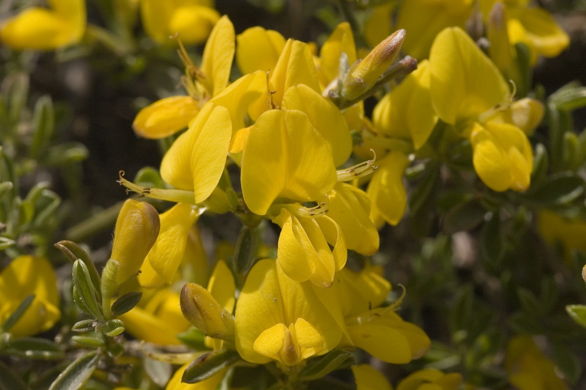 Genista pilosa, Hairy Greenweed