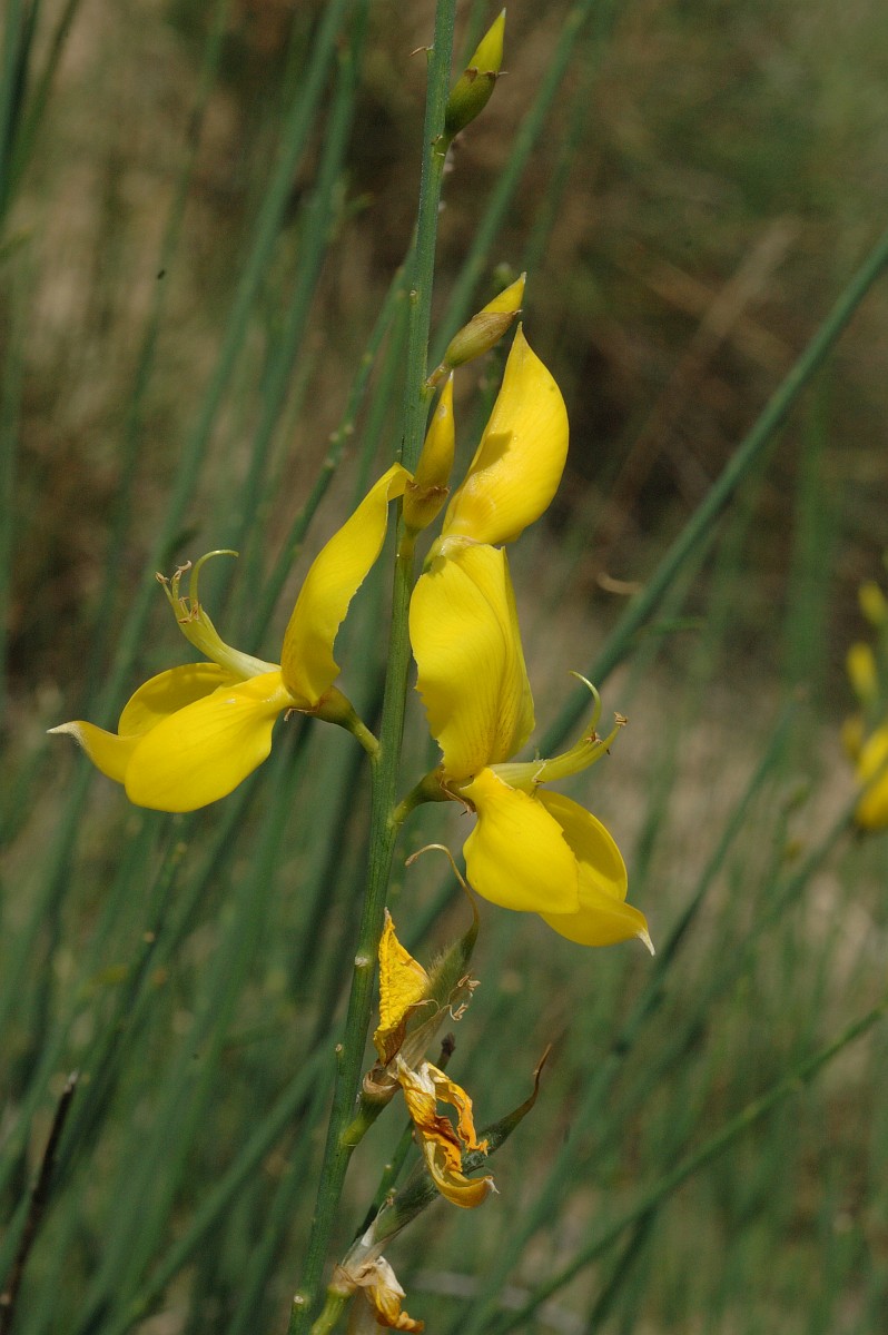 Genista radiata, Twiggy Broom