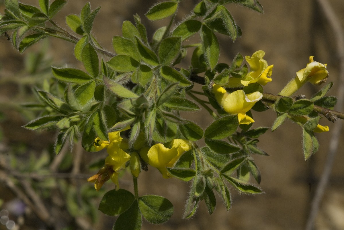 Genista radiata, Twiggy Broom