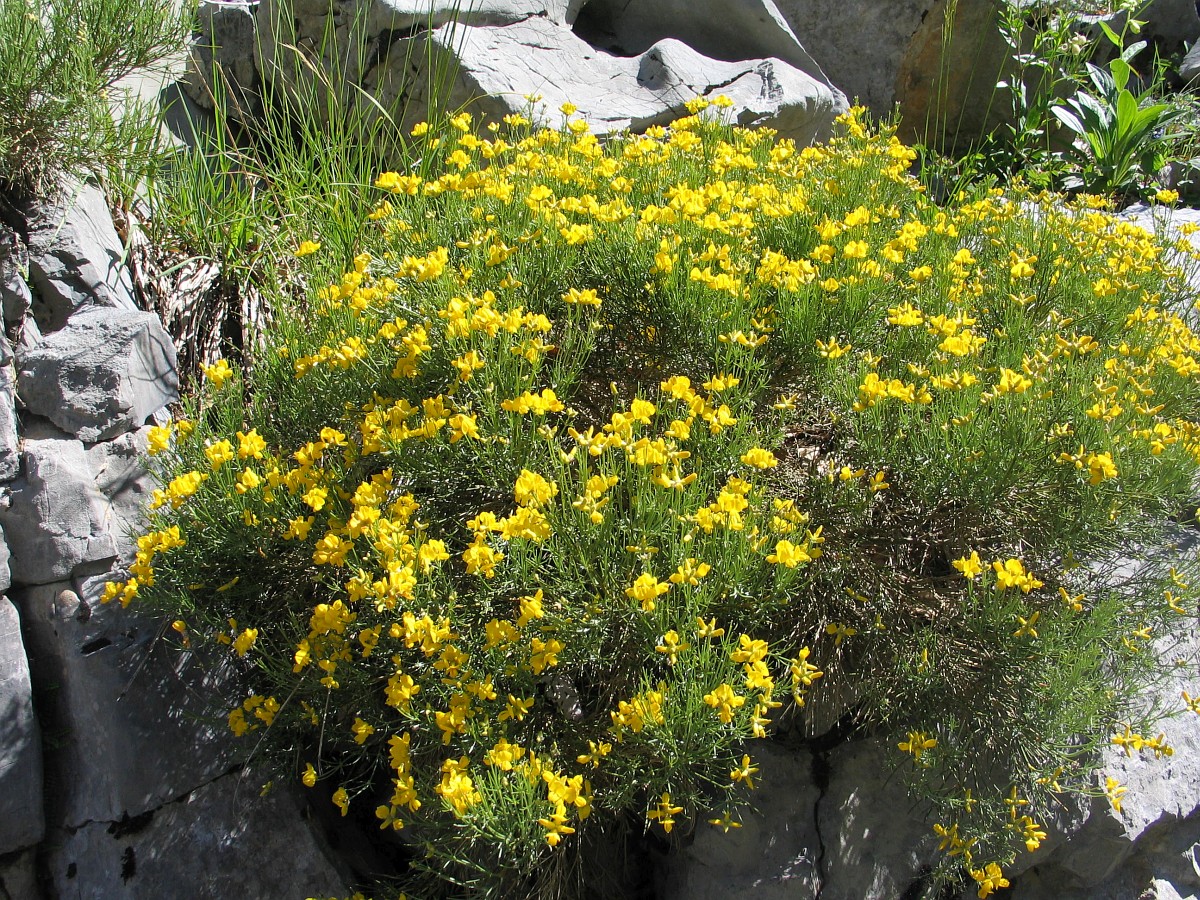 Genista radiata, Twiggy Broom