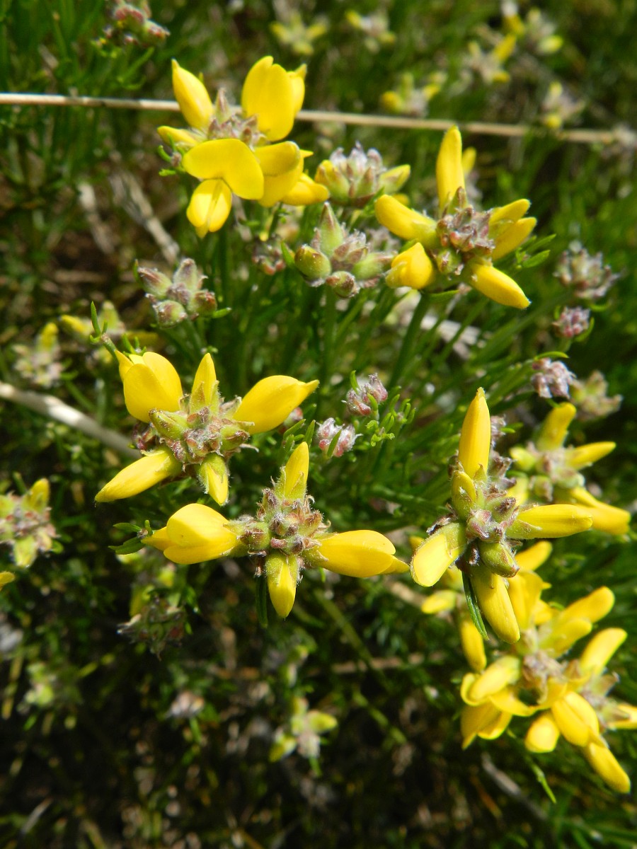 Genista radiata, Twiggy Broom