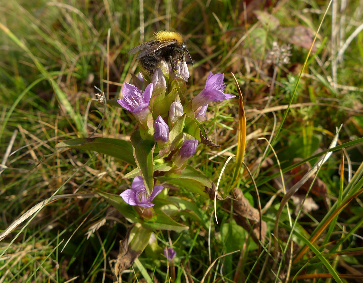 Gentiana campestris, Field Gentian