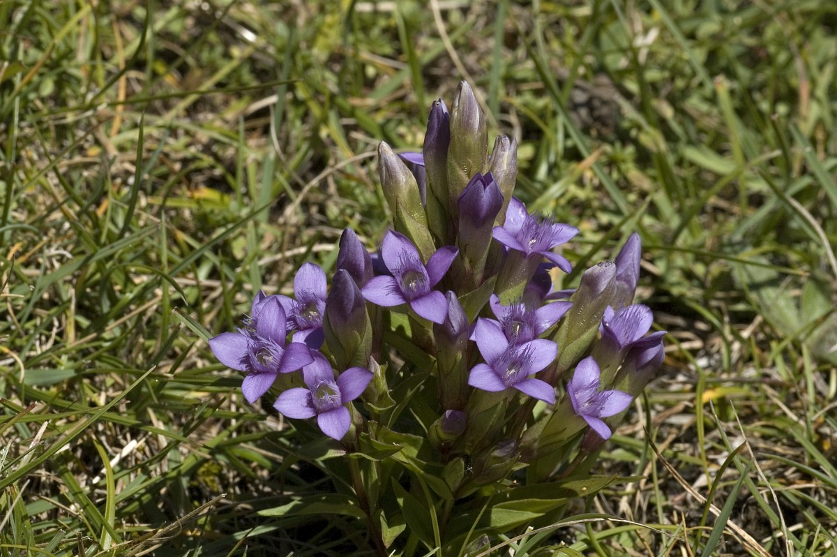 Gentiana campestris, Field Gentian