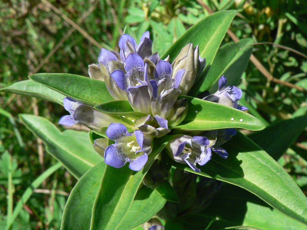 Gentiana cruciata, Cross-leaved Gentian