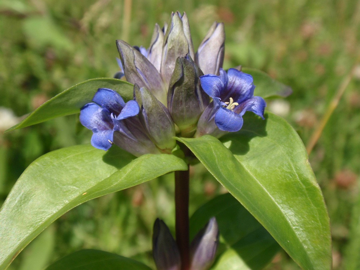 Gentiana cruciata, Cross-leaved Gentian