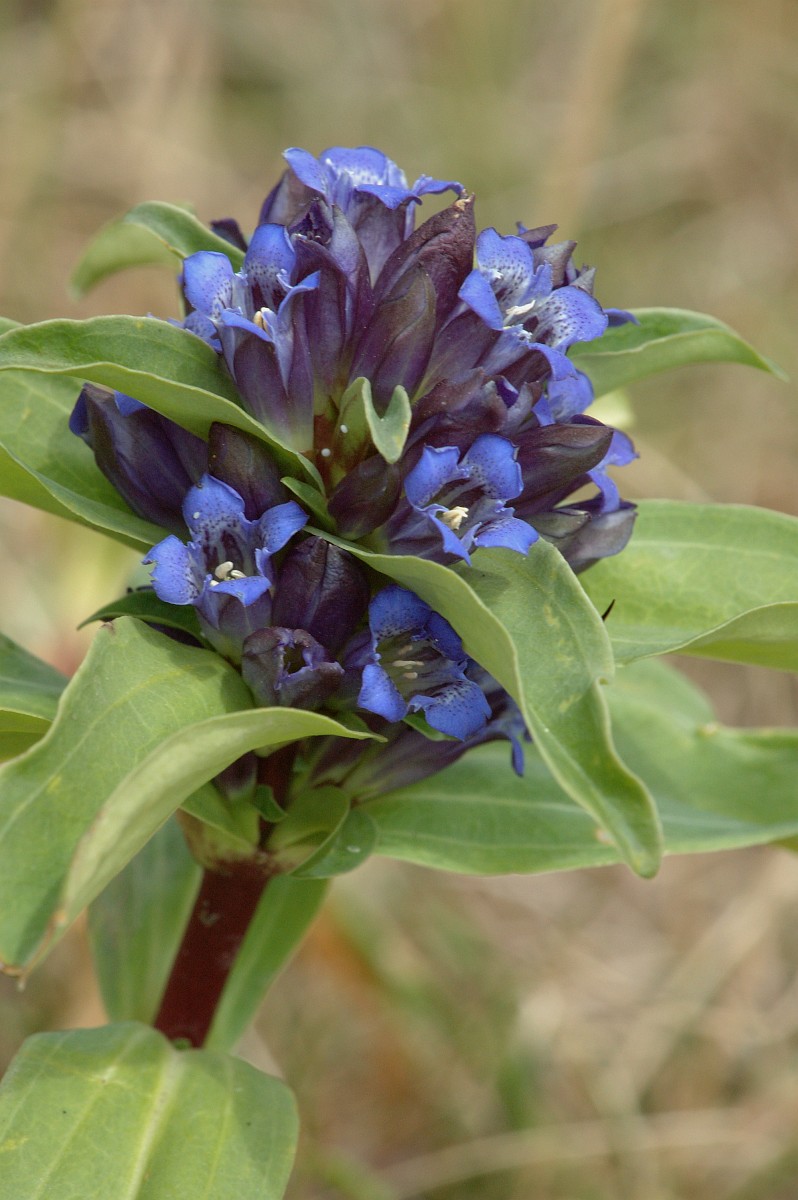 Gentiana cruciata, Cross-leaved Gentian