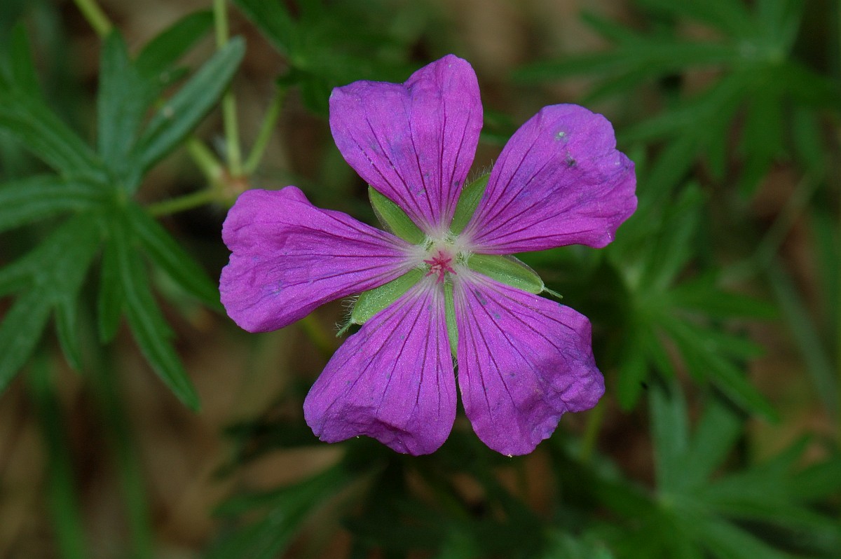 Geranium palustre, Marsh Cranes-bill