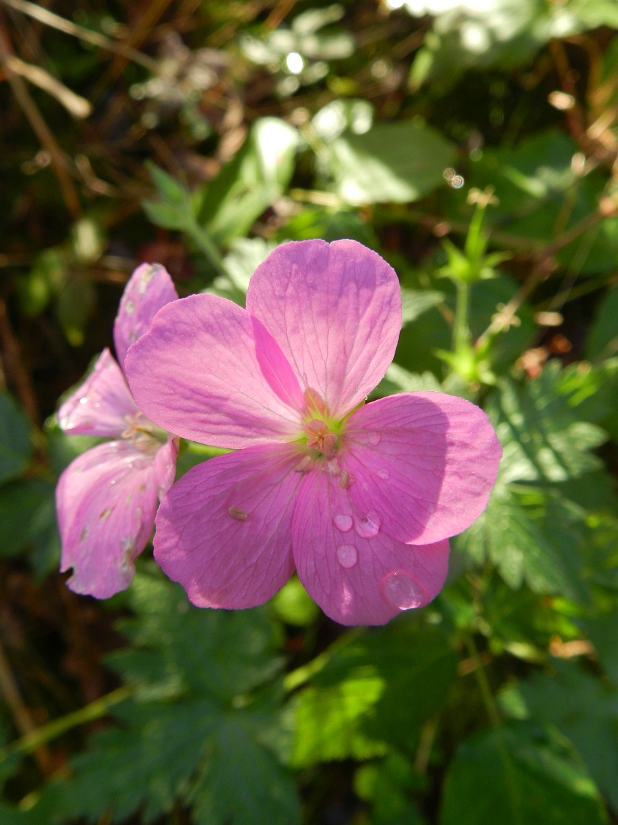 Geranium palustre, Marsh Cranes-bill