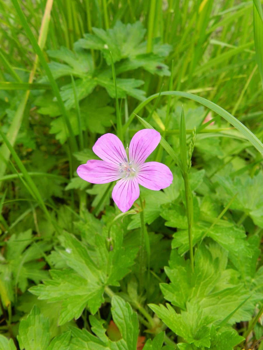 Geranium palustre, Marsh Cranes-bill
