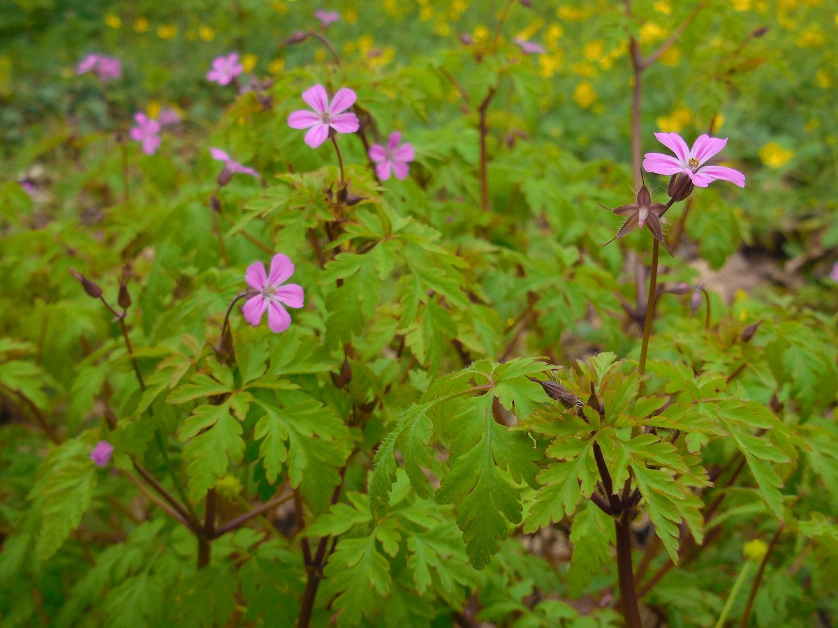 Geranium robertianum, Herb-Robert