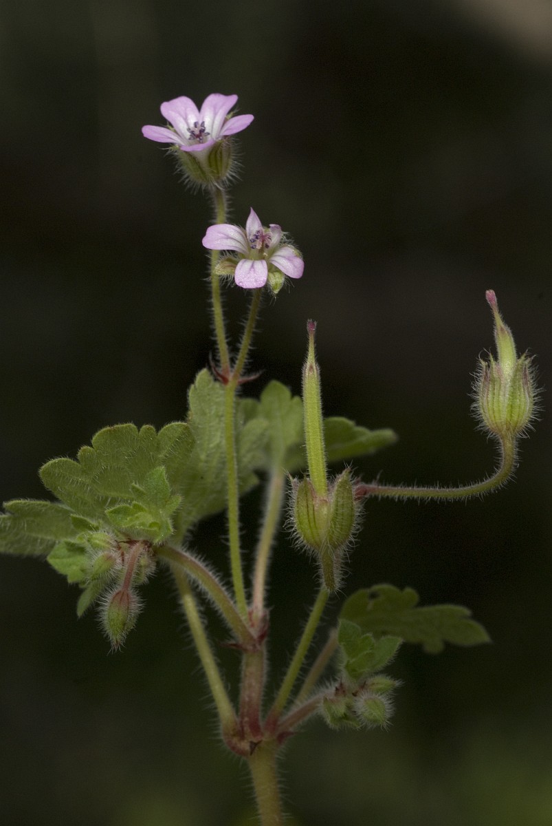 Geranium rotundifolium, Round-leaved Crane's-bill